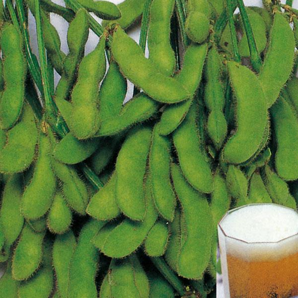 豆は朝採りのものほど新鮮で美味しい！！家庭菜園でしか味わえない、採れたての枝豆の甘みや旨みを楽しめます。★品種および本数は見計らいミックスとなりますので、ご了承ください。※詳しい商品説明は下のほうに記載があります