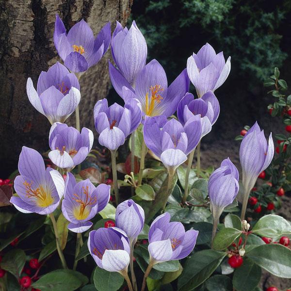 クロッカス コンカラーは、珍しい秋咲きのクロッカスです。ライラックブルーの花色で、植え込み後2ヶ月程度で開花します。春咲きのクロッカスとは異なるしっとりとした花色で、新鮮なイメージです。※詳しい商品説明は下のほうに記載があります