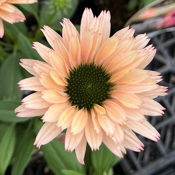 ★入荷から日数が経ったためセール価格となりました。商品の状態は画像と異なる場合があります。★サンシーカーレインボーはオレンジからピンク系に変化する品種で、セミダブル（半八重咲き）のシリーズ。大輪で発色が良く、咲き揃いも良いです。夏の花、エキ...