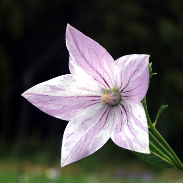 キキョウは万葉の時代から愛され、秋の七草に数えられる和の花ですが、自然環境下での開花は7月下旬から9月にかけて、実際には盛夏に咲く花です。日本らしい清楚な雰囲気が魅力ですが、暑さにも寒さにも強く強健な宿根草で、どんな土地でもよく育ちます。切...