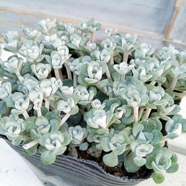 多肉植物の仲間 白雪ミセバヤ（ケープブランコ）は、青白い粉（ブルーム）をまとったシルバーリーフが特徴の、ベンケイソウ科セダム属の常緑多肉植物です。別名「ケープブランコ」とも呼ばれ、春から初夏に黄色い小さな星型の花を咲かせます。寒さに強く、乾...