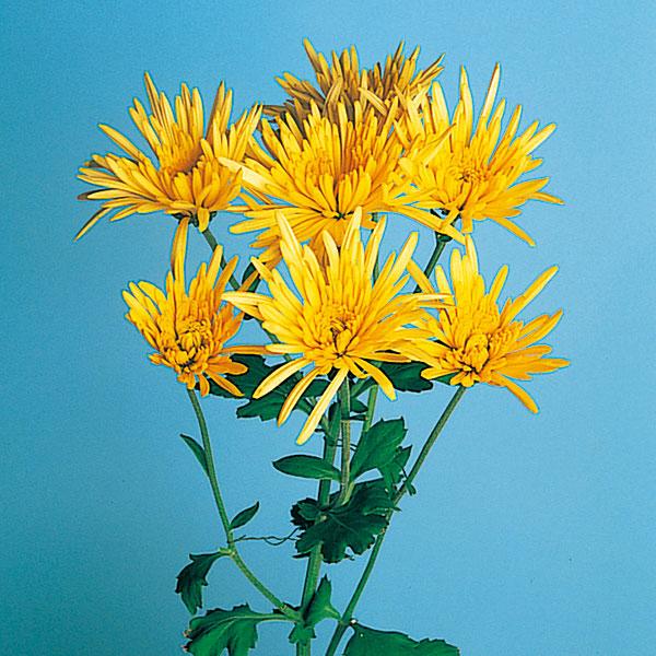 食用菊は花弁を食用にする菊です。菊の花びらを食用にすることは、江戸時代から始まったと言われており、観賞用として栽培されていた菊から苦みが少なく、甘みがあり香りの良いものが選抜されています。菊は優れた薬効をもつ植物として古くから知らせており、...