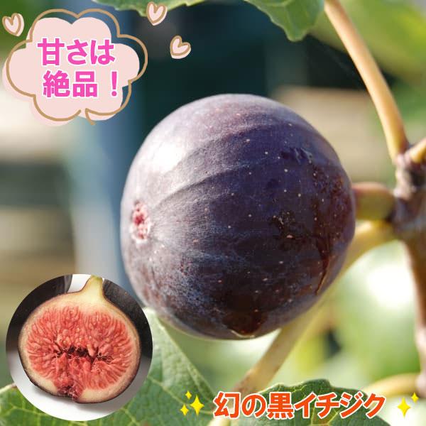 ビオレソリエス(Violette de Slooies)はフランス産イチジクの代表的な品種で、蜜のような濃厚な甘味と素晴らしい香りがあります。果皮は深紫色、肉質は粘質、果重は50〜80gとドーフィンよりも一回り小さめです。青果は流通が少ない...