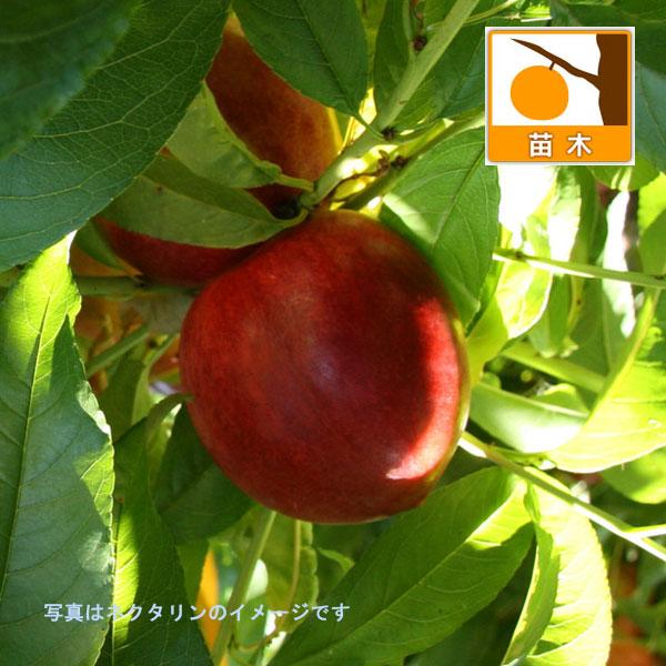 早生ワッサーは長野県須坂市で育成された桃とネクタリンの交配品種。桃の甘みとネクタリンのさわやかな酸味がミックスされた新しい美味しさです。果肉は黄色でしっかりとした歯ごたえがあり、皮は非常に薄く食べやすいです。果肉にはカロチンや鉄分が多く含ま...