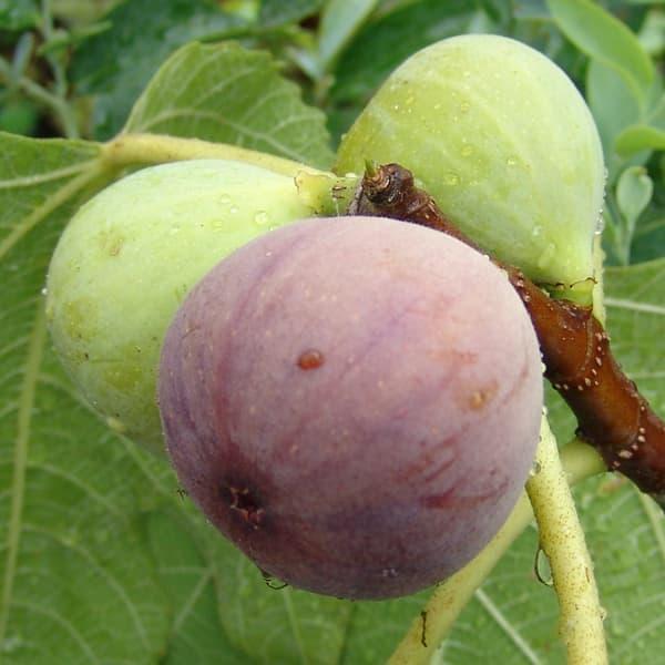 日本種（早生日本種）は蓬莱柿（ほうらいし）とも呼ばれ、昔から植えられている品種です。果重60〜80g、実は円形、果皮は赤紫色です。皮が薄く、糖度が15〜16度と甘く、いちじくの中では最も耐寒性が強く育てやすい品種です。夏果もわずかに取れます...