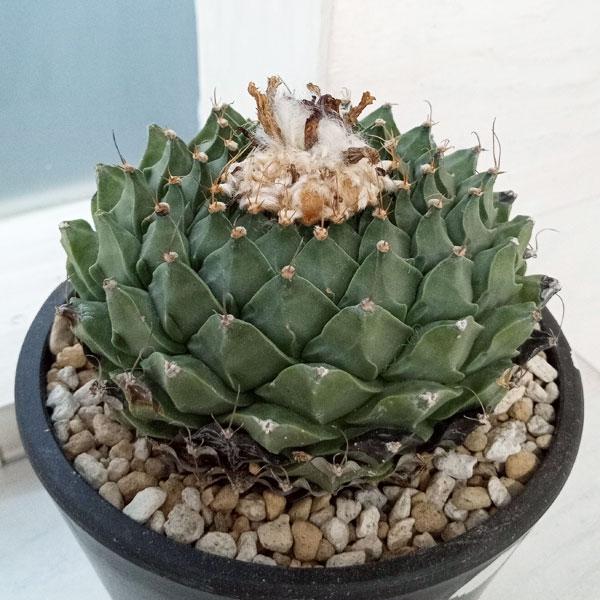 ★現品販売★サボテンの中でも非常に珍しい一属一種のオブレゴニア。ユニークなアーティチョーク形をした茎は、アリオカルプスとロフォフォラの中間的な形をしています。中心は白い毛で覆われており、そこから白い花を咲かせます。メキシコの非常に限られた地...