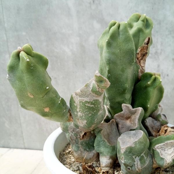 ロホセレウス（福禄寿）は、トゲがないサボテンの仲間です。あまり見ないブランチ仕立ての個性株です。福禄竜神木と似ていますが、違う品種です。※詳しい商品説明は下のほうに記載があります