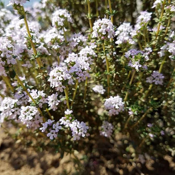 ティー・クラフト・染色にも利用可 ハーブ苗 多年草 コモンタイムは料理に最適なハーブです。一般に食用に利用されるタイムはこの品種で、ブーケガルニ、ハーブティーや肉料理、マリネなどに用途の多いハーブです。また、乾燥させた葉は防虫対策やサシェに...