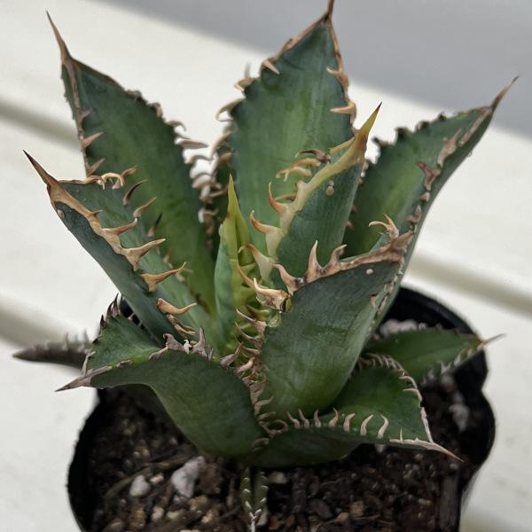 ★入荷から日数が経ったためセール価格となりました。商品の状態は画像と異なる場合があります。★中南米原産のアガベ（リュウゼツラン）です。レッドキャットウィーゼルは少し赤みを帯びた葉に白い鋸歯が印象的なチタノタです。肉厚で幅広の白っぽい葉と、鋭...