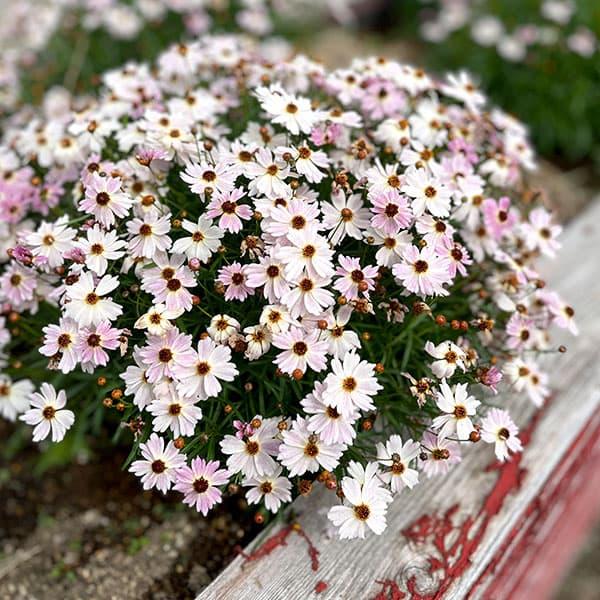 タンドレスは、ゲブラナガトヨさんオリジナルの暑さ寒さに強く丈夫なコレオプシスです。花径2.5cm前後で、花付きが良く多花性で次から次へと咲き続けます。12月から一旦花は休みますが、3月になると再び開花します。刈り込んでから約2週間で開花する...