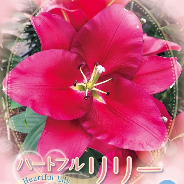 ★入荷から日数が経ったためセール価格となりました。商品の状態は画像と異なる場合があります。★百合の花粉は手や衣服に付くと取れないため敬遠されがちですが、この「ハートフルリリー」シリーズは花粉が出ないので安心して栽培できます。無花粉の品種は総...