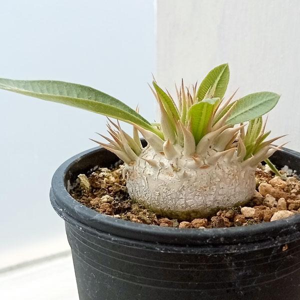 ★現品販売　実生株★近年新たに発見されたパキポディウム　エニグマチカはパキポディウムの中でも大きめの黄色い花が咲く品種です。国内実生の２〜３年株になります。初めて発見されてから生育地が見つかるまでかなりの時間と苦労を積み重ねて解き明かされた...