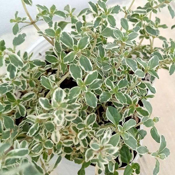 ★入荷から日数が経ったためセール価格となりました。商品の状態は画像と異なる場合があります。★シルバーキングは従来のシルバーキングタイムから斑入りの綺麗な部分を選抜して育成した林園芸さんのオリジナル品種。白い斑入りの葉が美しいタイムです。白い...