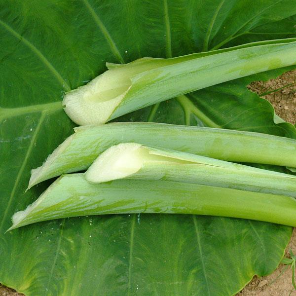 サラダでシャリシャリとした食感が魅力! 家庭菜園で手軽に作れる強健な野菜です。高知県の伝統野菜としても有名で、葉柄（ズイキ）を食用にする野菜です。葉柄の断面にレンコンのような小さな穴があることからハスイモと呼ばれています。イモの部分は食べま...