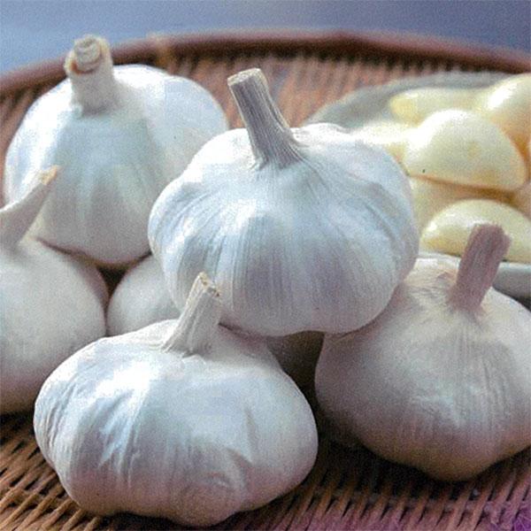 【発売日：2026年08月27日】国産の白ニンニク。中華料理によく使われています。栄養素が豊富で栽培しやすい野菜です。※詳しい商品説明は下のほうに記載があります