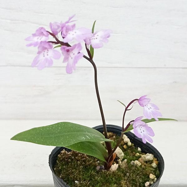 イワチドリは本州中部以西と四国の渓流沿いに生育するラン科の多年草。和名は岩上に生える千鳥に似た花、ということから付いたといわれています。別名「八千代」。湿度の高い渓谷の岸壁に地生します。乱獲のため現在はレッドデーターブックに載り、幻のランと...