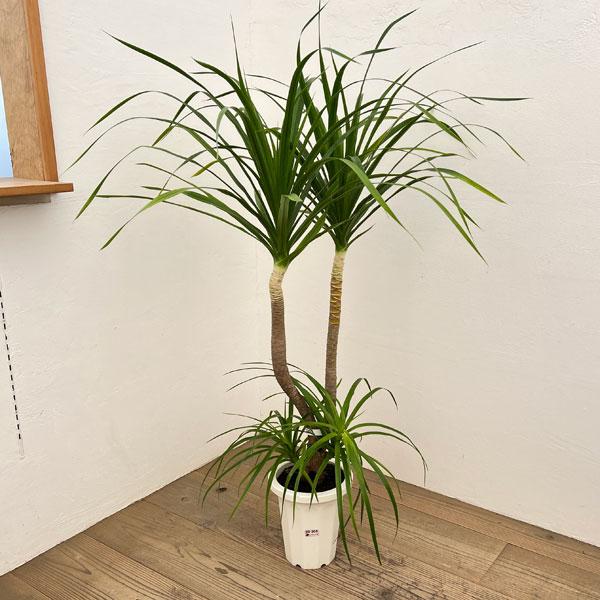 ★現品販売★放射状に垂れ下がる艶やかな葉が魅力的なカンボジアナは、熱帯地域を思わせる濃い緑葉とその草姿が、圧倒的な迫力と存在感があります。個性的で育て易い植物をお探しの方にもオススメです。※詳しい商品説明は下のほうに記載があります