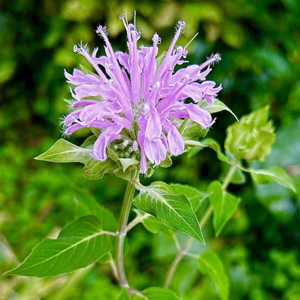 ベルガモットは北アメリカ原産の多年草です。夏から秋に鮮やかな色の花を咲かせ、花壇の花として人気です。葉はほのかにレモンの香りがします。背が高く育ち、地下茎でよく増えます。花は包葉の上に長い筒状の花をつけ、群生してたくさんの花を咲かせます。ア...
