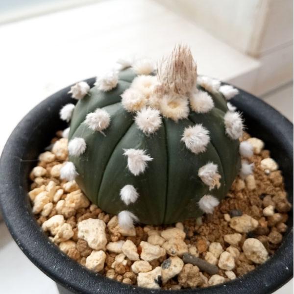 国内で実生から育てられたアストロフィツムです。アストロフィツム兜はトゲが退化したサボテンの仲間で、有星類とも呼ばれます。なかでも瑠璃兜は、小白点のない深い緑色が特徴のシンプルな品種です。「疣（いぼ）」とは毛でできた棘座のことを言います。多肉...