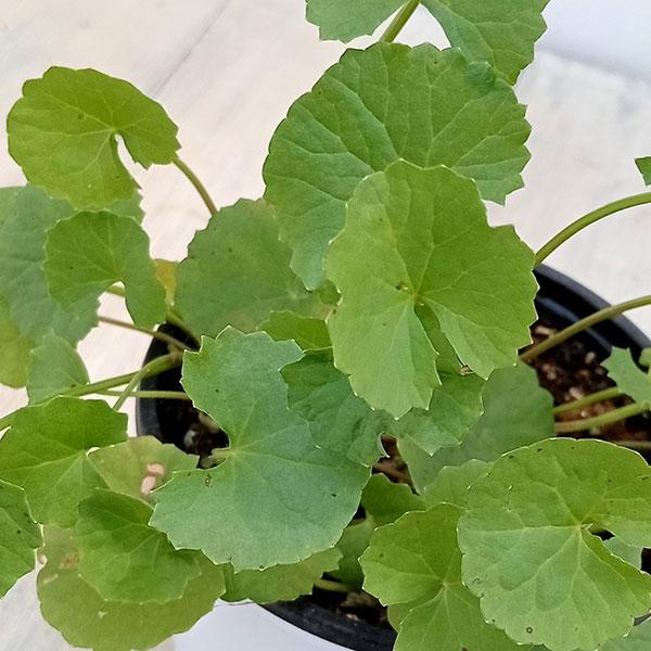 ゴツコラ ツボクサ アダプトゲンハーブとして注目されているツボクサ。ベトナムではラウ・マーと呼ばれ、重要な野菜の1つです。 暑気除けに青汁ジュースのようにして、甘くして飲みます。また、鍋料理やスープの具材としても欠かせません。日本での三ツ葉...