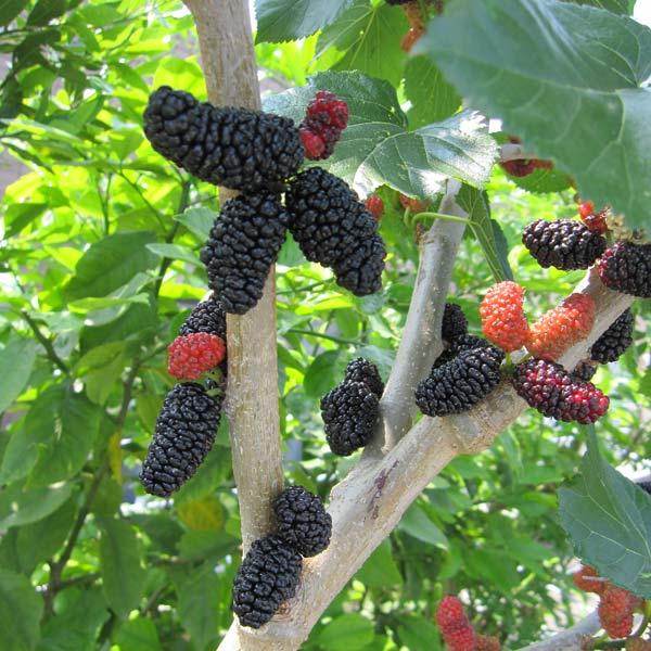 ララベリーはイタリア原産の「カタネオ」の4倍体品種。1粒4.6gと普通の桑よりも大実の黒実桑で、2年目から驚くほどたくさん実をつける多果性品種です。味にくせがなく、きわめて多くの実をつけ、樹勢も非常に強い品種です。ジャムなどの加工用に適して...