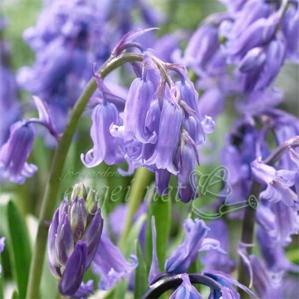 イギリスで自生している人気の深青色のベル型の花。耐寒性があり、とても丈夫で、どんな花とも合いますので、寄せ植えに最適。イングリッシュブルーベルは、狭釣鐘形で芳香があり、茎の片方に花が付く為、先の方が垂れ下がって咲くのが特徴です。 シラーカン...