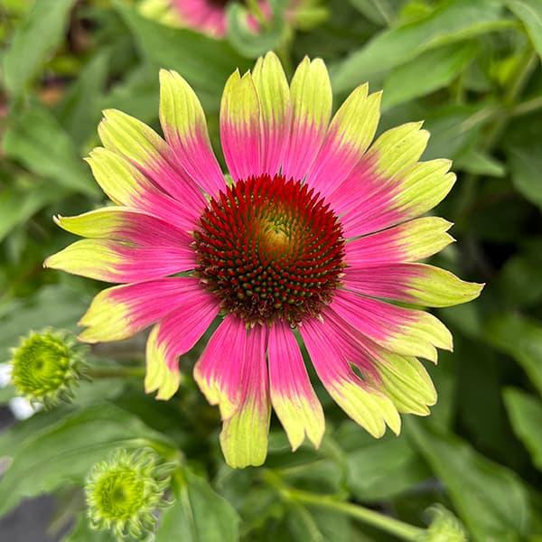 夏から秋にかけて花壇を飾る、暑さに強い花、エキナセア。プレーリーブレイズは実生系（種から育てる品種）のF1タイプ。分枝が良く、開花も早く、色鮮やかな花が沢山楽しめます。実生系のため花色に色幅はありますが、暑さに強く次々に花を咲かせ、サマーガ...