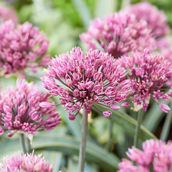 アリウムはユリ科の球根植物。品種がとても多く、バラエティに富んだ花が楽しめます。開花期が長く、茎も丈夫なので切花にしても楽しめます。「ダラス」はライラックピンクのアリウム。グレーがかったグリーンの美しい葉を花が咲き終わる頃まで保ちます。※詳...