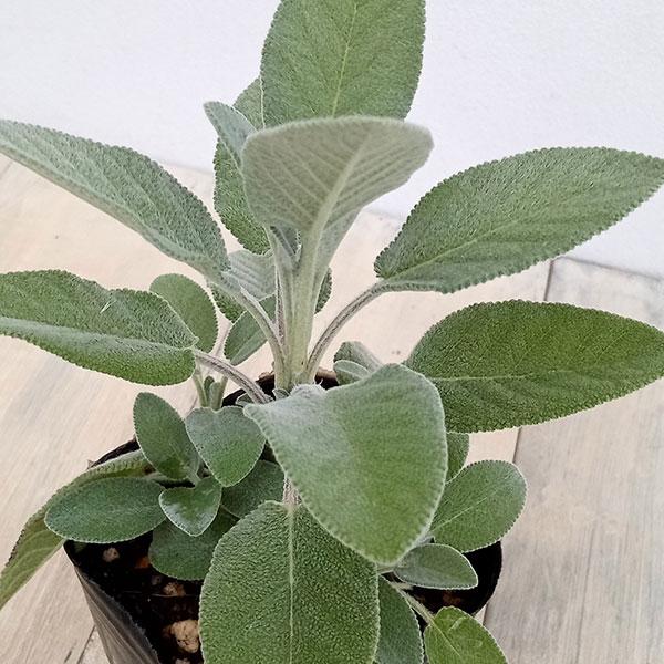 ★入荷から日数が経ったためセール価格となりました。商品の状態は画像と異なる場合があります。★ドイツで育成された品種。コモンセイジの系統で、非常に幅広の灰緑色の大きい葉が目立つ。ガーデンの植え込みに向く。※詳しい商品説明は下のほうに記載があります