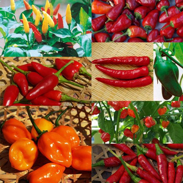 辛さを味わうだけでなく、様々な形のトウガラシは観賞用としても楽しめます。辛みのもとになるカプサイシンは、脂肪燃焼促進や体を温めてくれる世の痩せたい人達の味方です。ハバネロ、ハバネロレッド、ベトナムトウガラシ、タバスコ、四川とうがらし、韓国と...