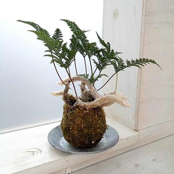 トキワシノブは夏の装飾におすすめのシダ植物です。そのまま飾れる苔玉仕立てです。長く使い込んだような風合いが素敵なブリキトレイとセットでお届けします。リビングのデコレーションに。※詳しい商品説明は下のほうに記載があります