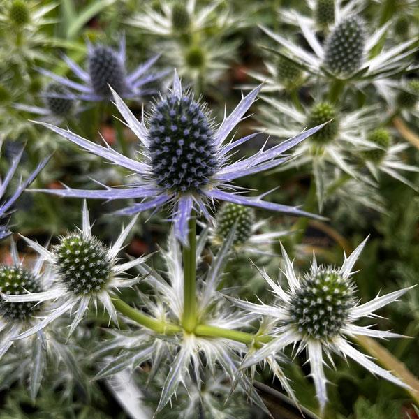 耐暑性の強い交配種 ドライフラワー 切り花 花壇★入荷から日数が経ったためセール価格となりました。商品の状態は画像と異なる場合があります。★交配種のビッグブルー。エリンジウムの中でも非常に美しい花を咲かすアルピナムは、高温多湿の日本の気候で...