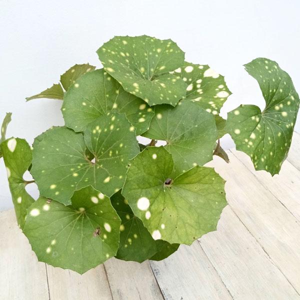 大星雲（ダイセイウン）は、天星のような星斑とは微妙に雰囲気の違う黄斑が入る品種です。星斑とメカニズムは同じですが、薄く、とげのある葉がその印象を変えて見せています。ツワブキは日本人にはなじみの深い定番品種です。清楚で落ち着いた感じの花を咲か...