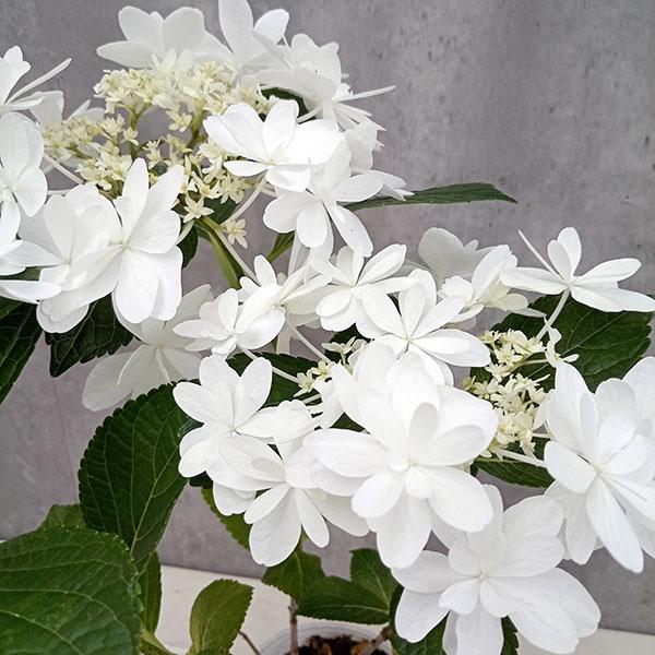 庭植え向きの丈夫さを持ち合わせながら、花がバラエティーに富み美しく、毎年よく咲くように改良を重ねた品種群：加茂セレクションのアジサイです。従来のハイドランジア系の品種は地域によっては冬場の乾燥によって花芽が枯れてしまうことがありますが、加茂...