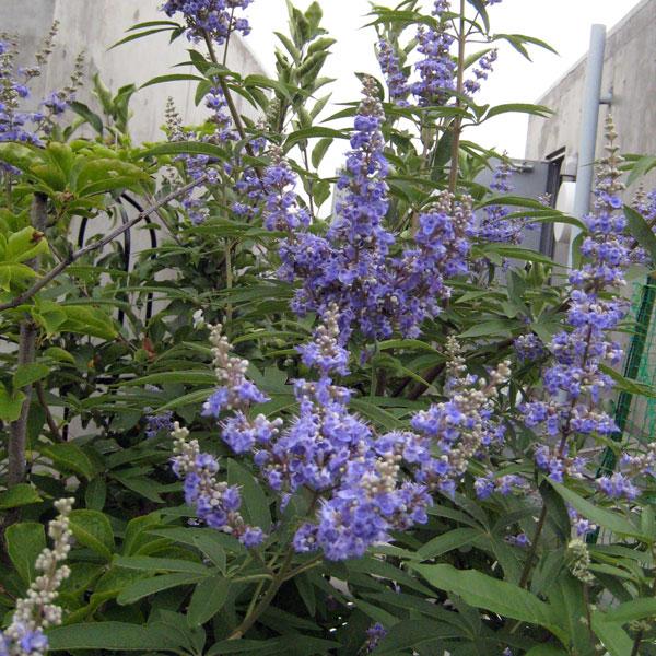 チェストベリー チェストツリー 西洋ニンジンボクは初夏にすっきりした青紫色の花を咲かせるクマツヅラ科の耐寒性落葉低木です。若木から花つきがよく、庭木や切花におすすめです。葉がチョウセンニンジンに似ていることからニンジンボクの名があります。樹...