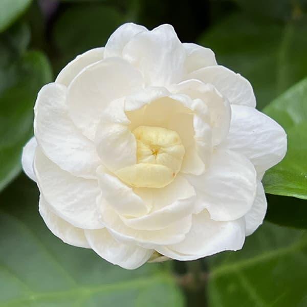 香りのよさ、花の美しさで人気のジャスミン。ハワイのレイの花・ピカケとして知られています。一般に出回っているものは一重花ですが、この品種は八重咲き品種。小さなバラのような可憐な純白の花を咲かせ、強い香りも楽しめます。アラビア〜インド原産の低木...