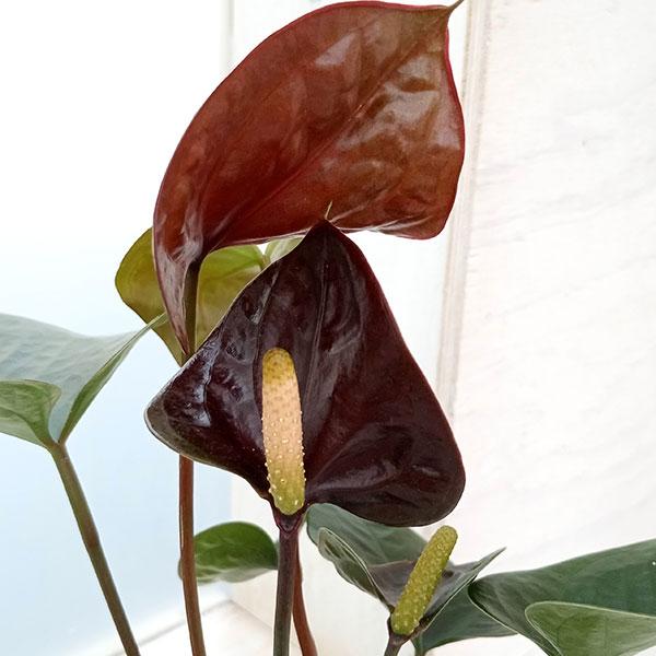 ★入荷から日数が経ったためセール価格となりました。商品の状態は画像と異なる場合があります。★愛知県の生産者が30年以上品種改良を重ねて誕生した、かみや園芸さんオリジナルアンスリウムです。色鮮やかな仏炎苞ととつややかな葉が特徴のアンスリウム。...