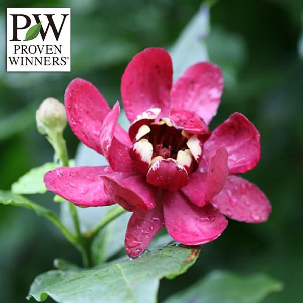 初夏に咲くロウバイの仲間で、学名はCalycanthus（カリカンサス）。中国原産の潅木です。赤花のハートリッジワインと白花のホワイトドレスの交配種で、花色は鮮やかな赤紫色です。花径4-8cm程で、花弁が厚い重厚感のある花を咲かせます。開花...