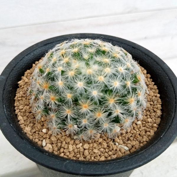 近くで見ると花のような形の愛らしい黄色いトゲが特徴的なサボテン・明星。高温多湿には弱いので、乾かし気味に管理してください。春には写真のようなクリーム色の花を咲かせます。（お届け時は花無しの状態です）※詳しい商品説明は下のほうに記載があります