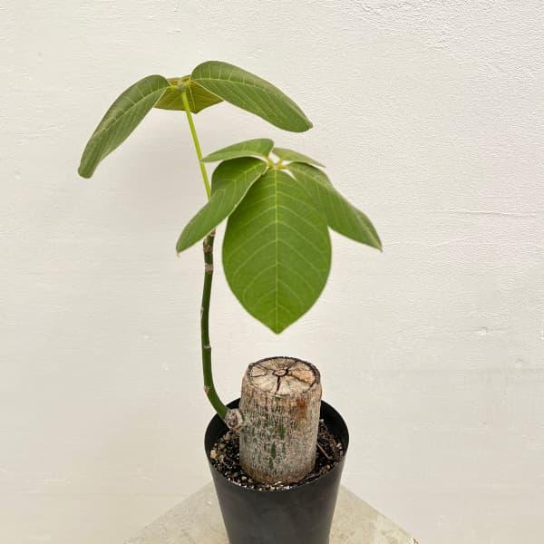 NHK趣味の園芸26年1月号掲載 ★現品販売★ボンバックスは中米、インドなどに分布する灌木で、グアテマラの国樹として知られています。性質はパキラに似ていますが、葉が幅広で根元の茎が肥大して塊根状になります。年数を経ると茎の下部が木質化して味...