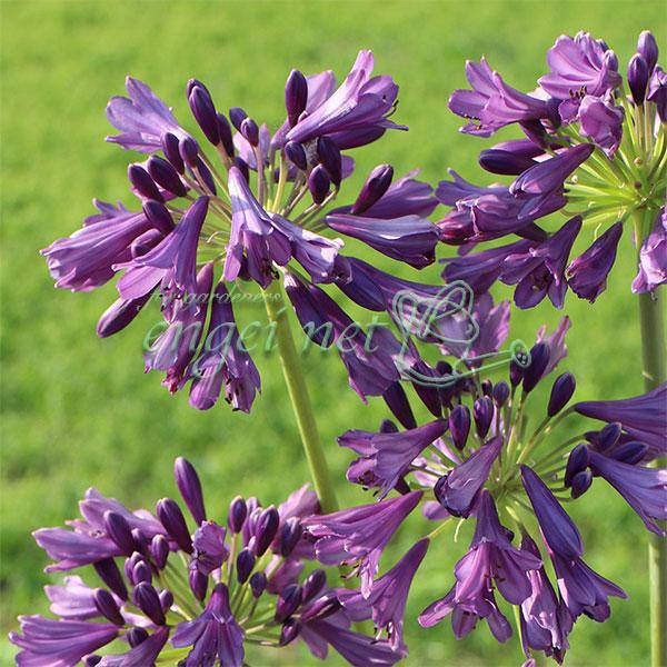 丈夫で美しい宿根草、アガパンサス。エヴァ―シリーズは成長が早く若いうちからよく咲くシリーズです。草姿はコンパクトで植え場所を選びません。花上りがよく多花性です。比較的耐寒性、耐病性が強く育てやすい品種です。ポッピンパープルは濃紫色の花です。...