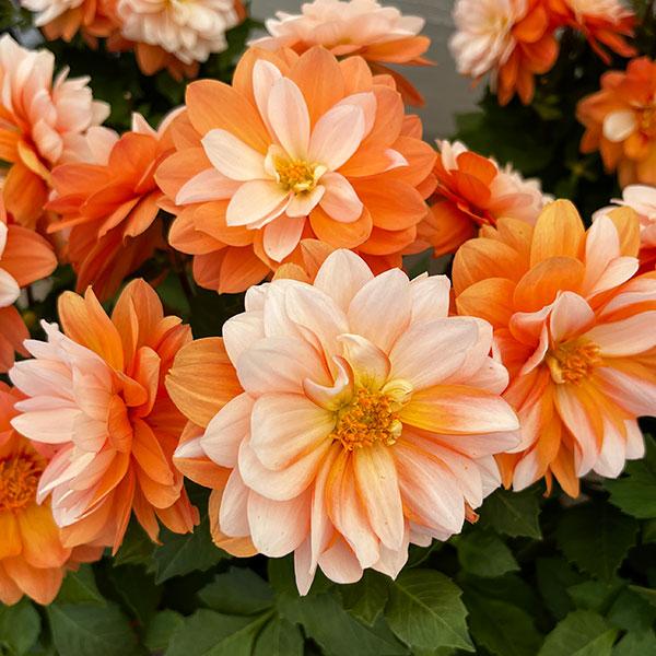 キャラメルは、ラベラ・グランデシリーズの人気品種。思わず目を見張る鮮やかな花色。とても魅力的です。オレンジとホワイトのバイカラータイプで花ごとに色の混じり合い方は様々となります。オレンジやホワイトの単色で咲くこともあります。ラベラ・グランデ...