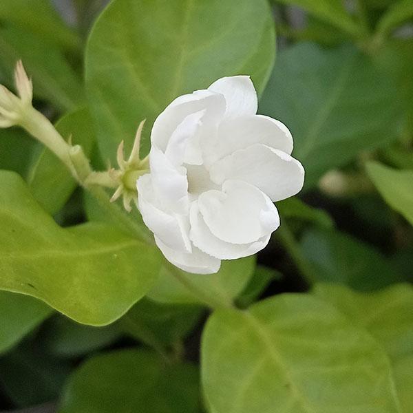 香りのよさ、花の美しさで人気のジャスミン。ハワイのレイの花・ピカケとして知られています。一般に出回っているものは一重花ですが、この品種は八重咲き品種。小さなバラのような可憐な純白の花を咲かせ、強い香りも楽しめます。アラビア〜インド原産の低木...