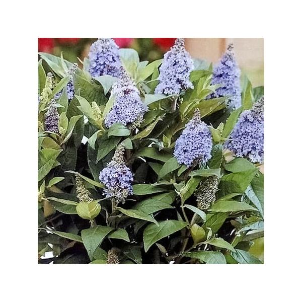コンパクトで分枝性に優れ、花付きも抜群 ブッドレアはたおやかな花穂を風にそよがせるスマートな花木。強健でよく枝が増え、栽培が容易です。初夏から秋まで途切れることなくたくさんの花を咲かせます。花にはよい香りがあり、蝶が集まります。バタフライキ...