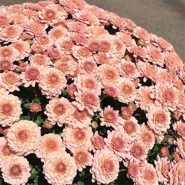 アラモードはミニポンポンタイプの小輪の鉢植え菊（マム）。小さな花がたくさん咲き、寄せ植えやリース、鉢植えに最適です。屋外環境に優れたクリサンセマムです。花付きが良く、株全体に発色良い花を咲かせます。玄関前からお庭まで華やかに彩りを楽しめます...