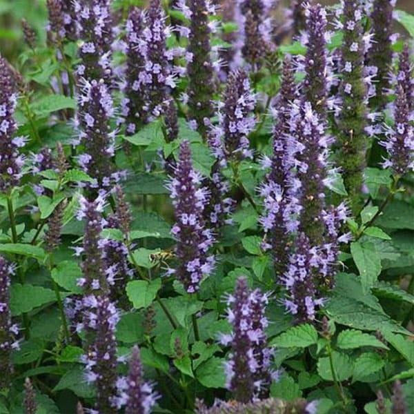 さわやかなミントの香り・濃青紫色の花を咲かせる多年草 ★入荷から日数が経ったためセール価格となりました。商品の状態は画像と異なる場合があります。★花壇の花やハーブとしても親しまれているアガスターシェ。1年草と多年草がありますが、この品種は多...