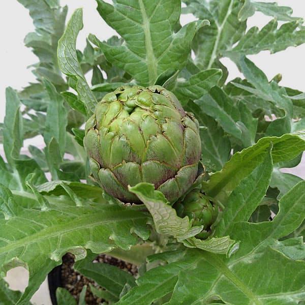 イタリア料理などで人気のアーティチョーク。成長すると幅数十センチ、開花時の草丈1メートル以上にもなる巨大な多年草です。筒状の花は6〜10cm位の大きさとなり、銀緑色の葉とよく調和し、観賞用にも人気があります。インペリアルスターは頭状花が緑色...