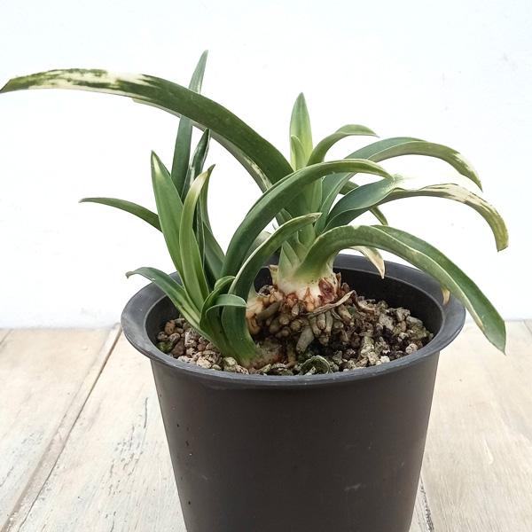 オモトは冬も枯れずに年間を通して青々と美しい姿が鑑賞でき、不老長寿の象徴とされています。古来から、庭にオモトを植えると災難を防ぎ万年も家が栄えつづけるとされ、また引越しの際新居の玄関にオモトを飾ると縁起がよいと言われています。※詳しい商品説...