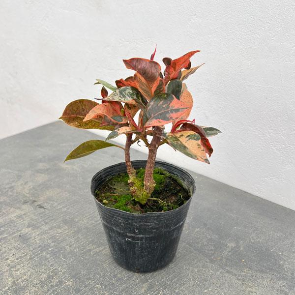 ゴムノキ フィカス★特にきれいな葉色の選抜株です★流通量の少ない、散り斑が美しい斑入りゴムの木フィカスジンです。葉色が明るく爽やかな印象です。苗サイズなので、そのまま育てるもよし、曲げ仕立てに育てるのもよしの育てるのが楽しみな仕立てです。耐...