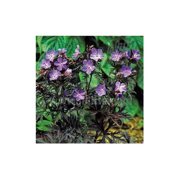 ダークレイターは、ダークカラーの葉にブルーの花を咲かせるシックな品種。草姿は比較的コンパクトにまとまり、葉には深い切れ込みが入ります。ゲラニウムは、日向を好みますが、真夏は半日陰の冷涼な場所がおすすめです。花を次々と咲かせ、こんもりしたブッ...